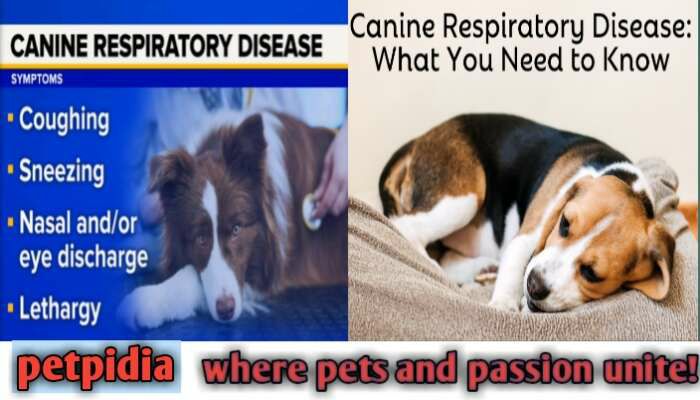 Dog Canine Respiratory Disease Symptoms