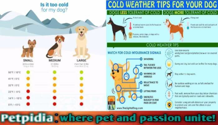Dogs in Cold Weather Chart | How to Keep Your Pup Safe This Winter