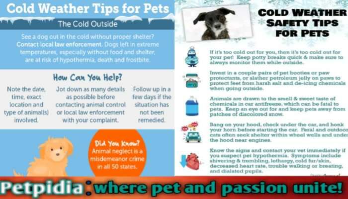 Dogs in Cold Weather Chart | How to Keep Your Pup Safe This Winter