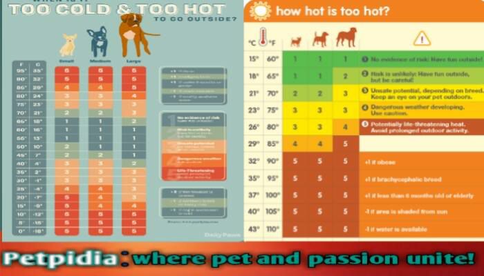 What Temperature is Dangerous for Dogs Outside? | Pet Safety Alert