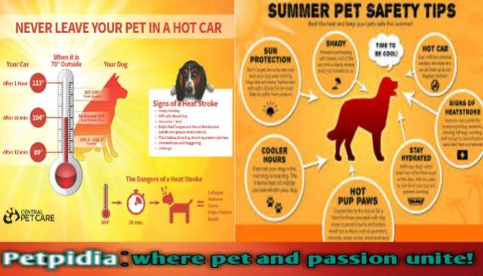 What Temperature is Dangerous for Dogs Outside? | Pet Safety Alert