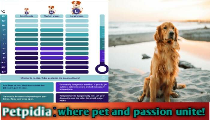 What Temperature Is Dangerous For Dogs Outside?