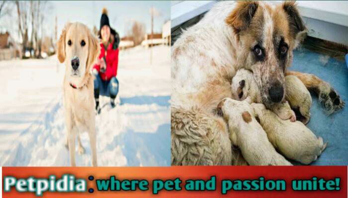 What Temperature Is Dangerous For Dogs Outside?