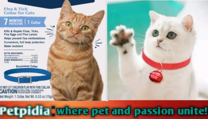 Pet Smart Collar For Cats, How To Use For Feline Safety?