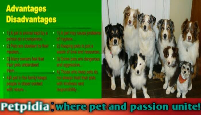 Disadvantages Of Keeping Pets Essay