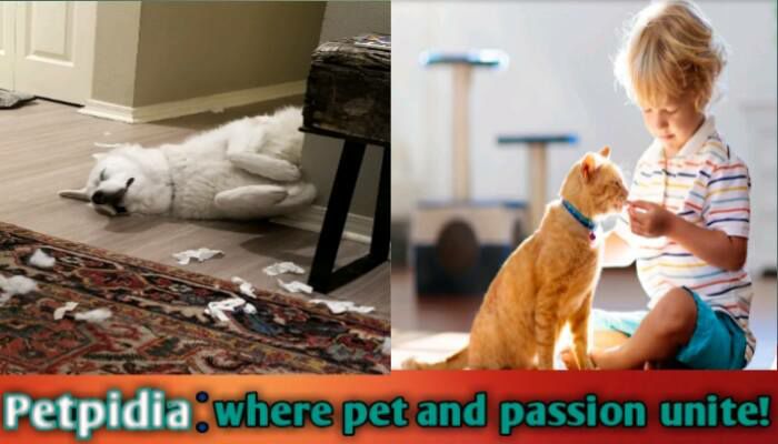 Disadvantages Of Having Pets In Apartments | Best Tips