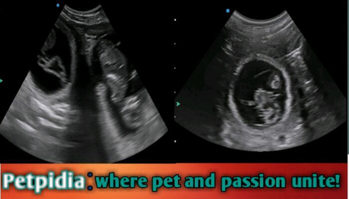 5 Week Pregnant Dog Ultrasound | See the Miracle!