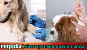 Best Guide To Acupressure Points For Dogs Chart 2024
