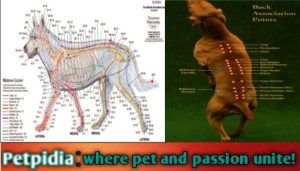 Best Guide To Acupressure Points For Dogs Chart 2024