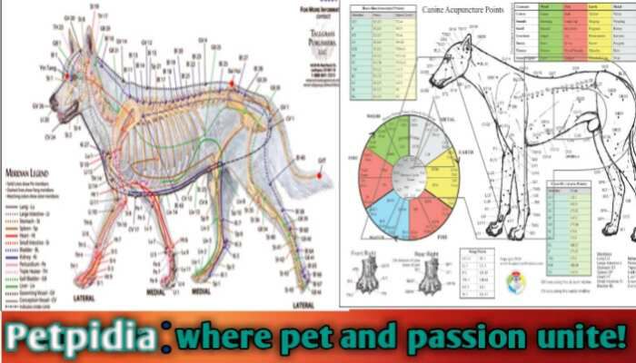 Best Guide To Acupressure Points For Dogs Chart 2024