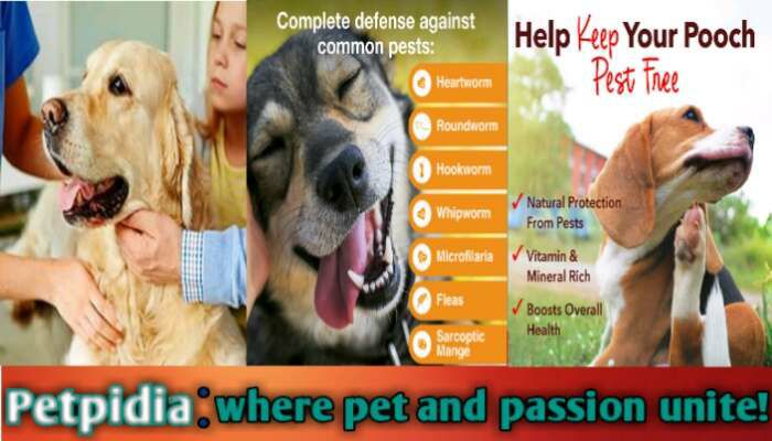 Benefits Of Advantage Multi For Dogs | Best Guide