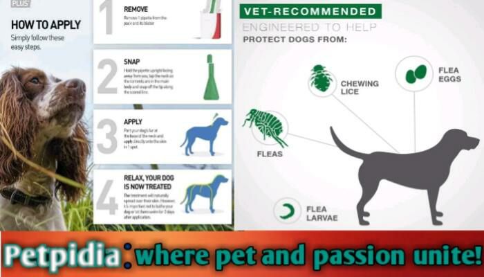 Benefits Of Advantage Multi For Dogs | Best Guide