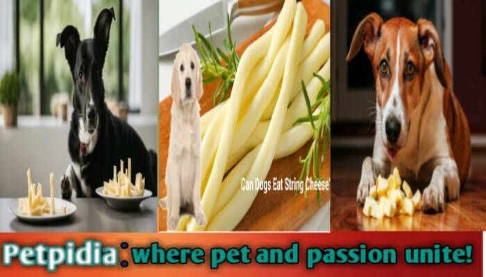 Can Dogs Have String Cheese? Best Cheese For Dogs