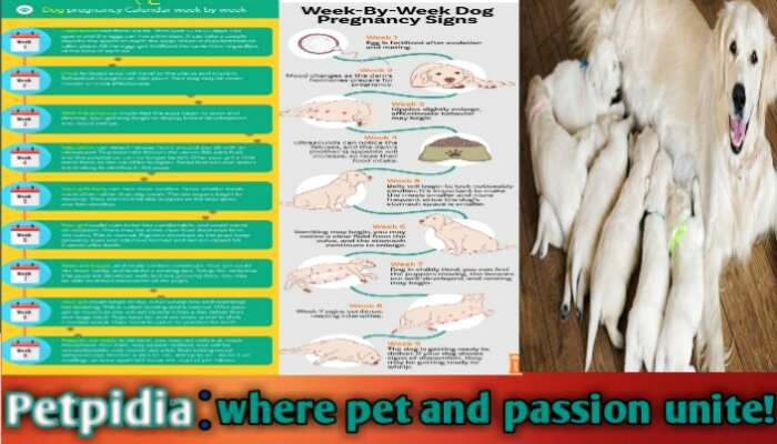 Dogs Pregnancy Stages Week Week | Best Guide 2024