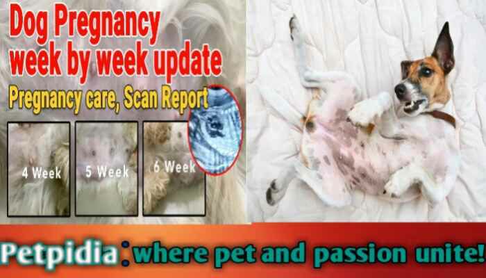 4 Week Pregnant Dog Nipples | Normal Dog Nipples vs Pregnant