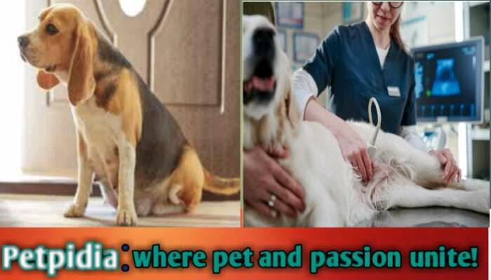 Dog Pregnancy Stages And Symptoms | Timeline And Care