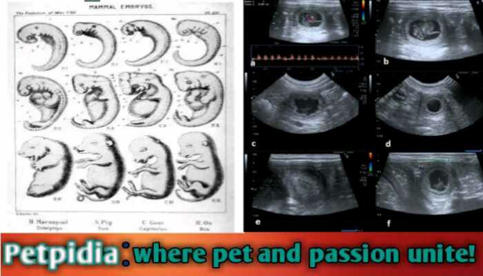 7 Week Pregnant Dog Ultrasound | 7 Week Pregnant Dog