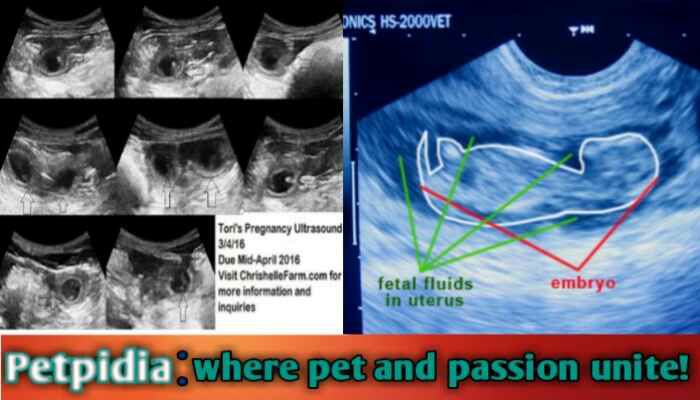 7 Week Pregnant Dog Ultrasound | 7 Week Pregnant Dog