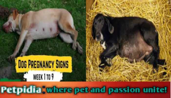 Dogs Pregnancy Week By Week | Dogs Pregnancy Week By Week Chart