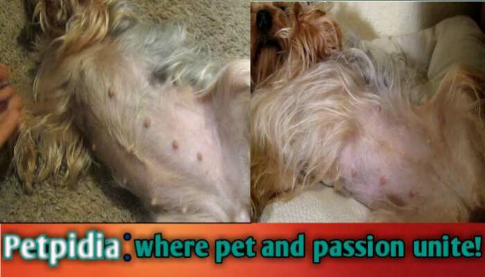 6 Week Pregnant Yorkie Belly | Yorkie Pregnancy care