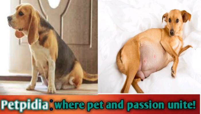 Dog Pregnancy Stages And Symptoms | Timeline And Care