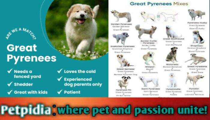 How Long Do Great Pyrenees Mix Dogs Live?