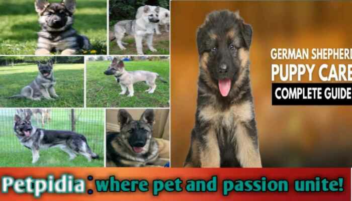 Silver Sable German Shepherd Puppy | Best Silver Sable Guide